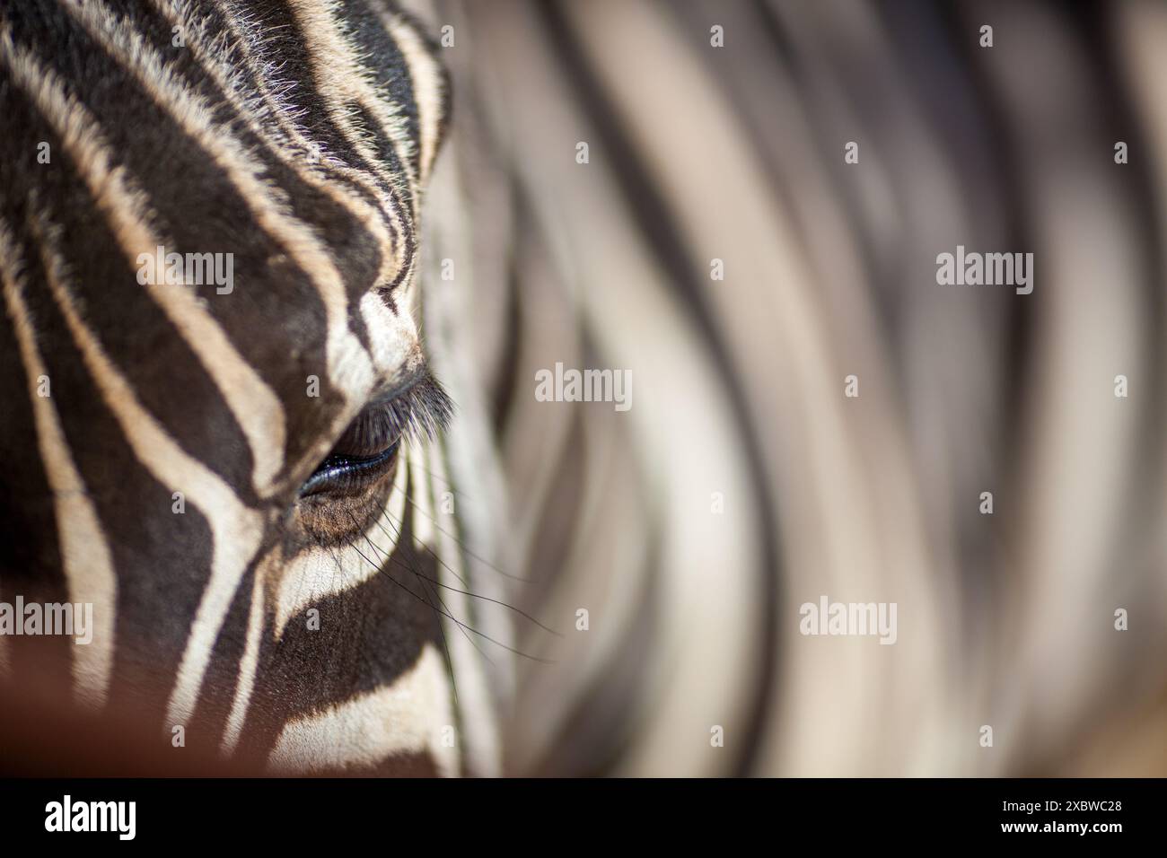 Zoologico de cordoba hi-res stock photography and images - Alamy