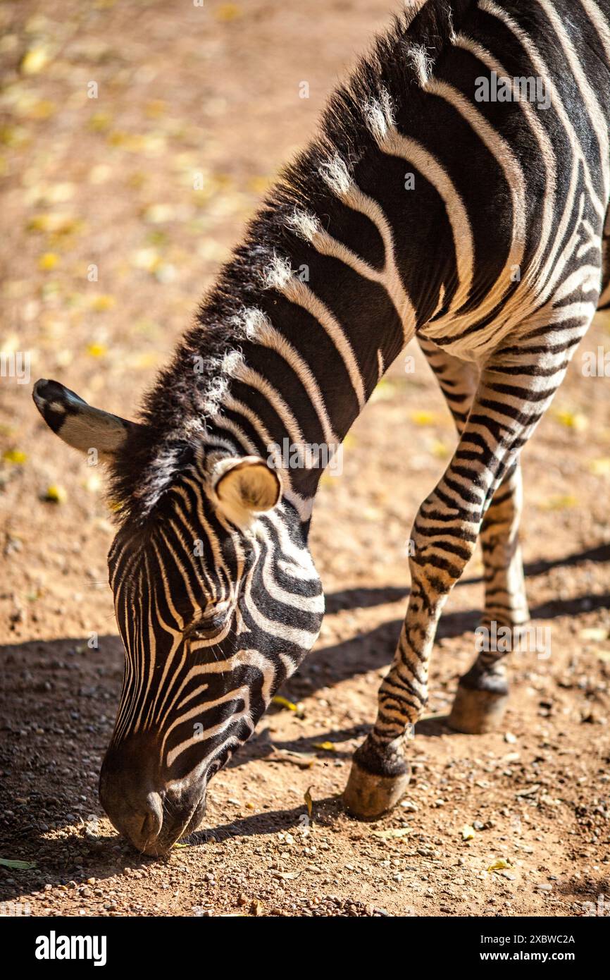 Detailed close-up of a zebra grazing on the ground, captured at ...