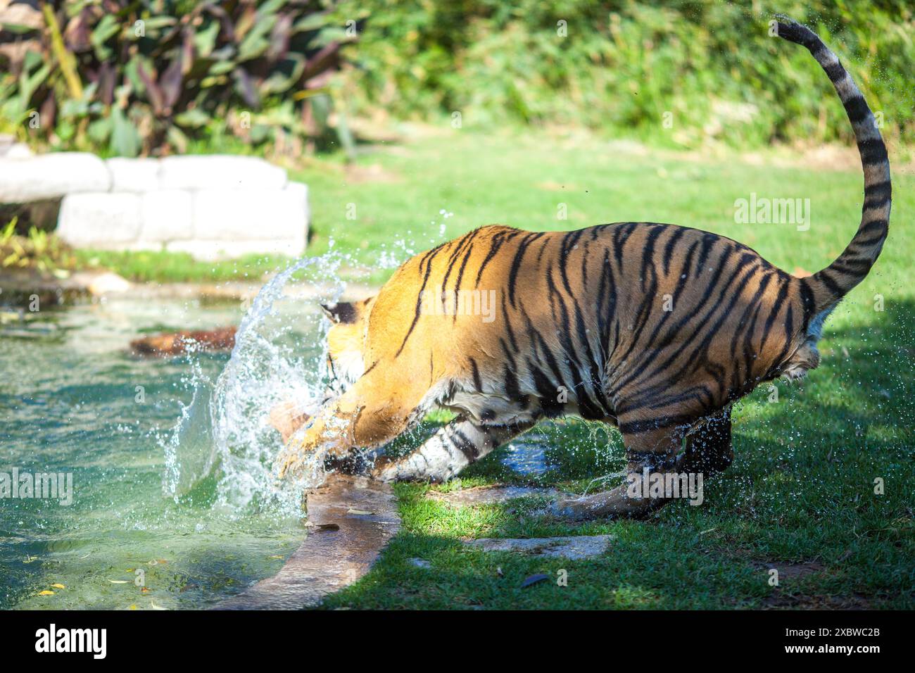 A majestic tiger playing with a stream of water on a grassy area at ...