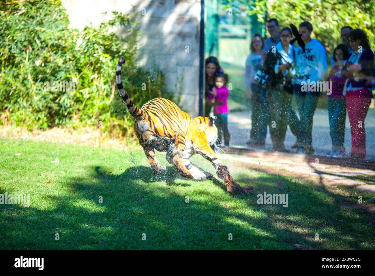 A majestic tiger playing with a stream of water on a grassy area at ...