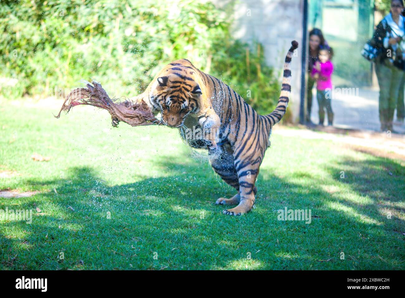 A majestic tiger playing with a stream of water on a grassy area at ...