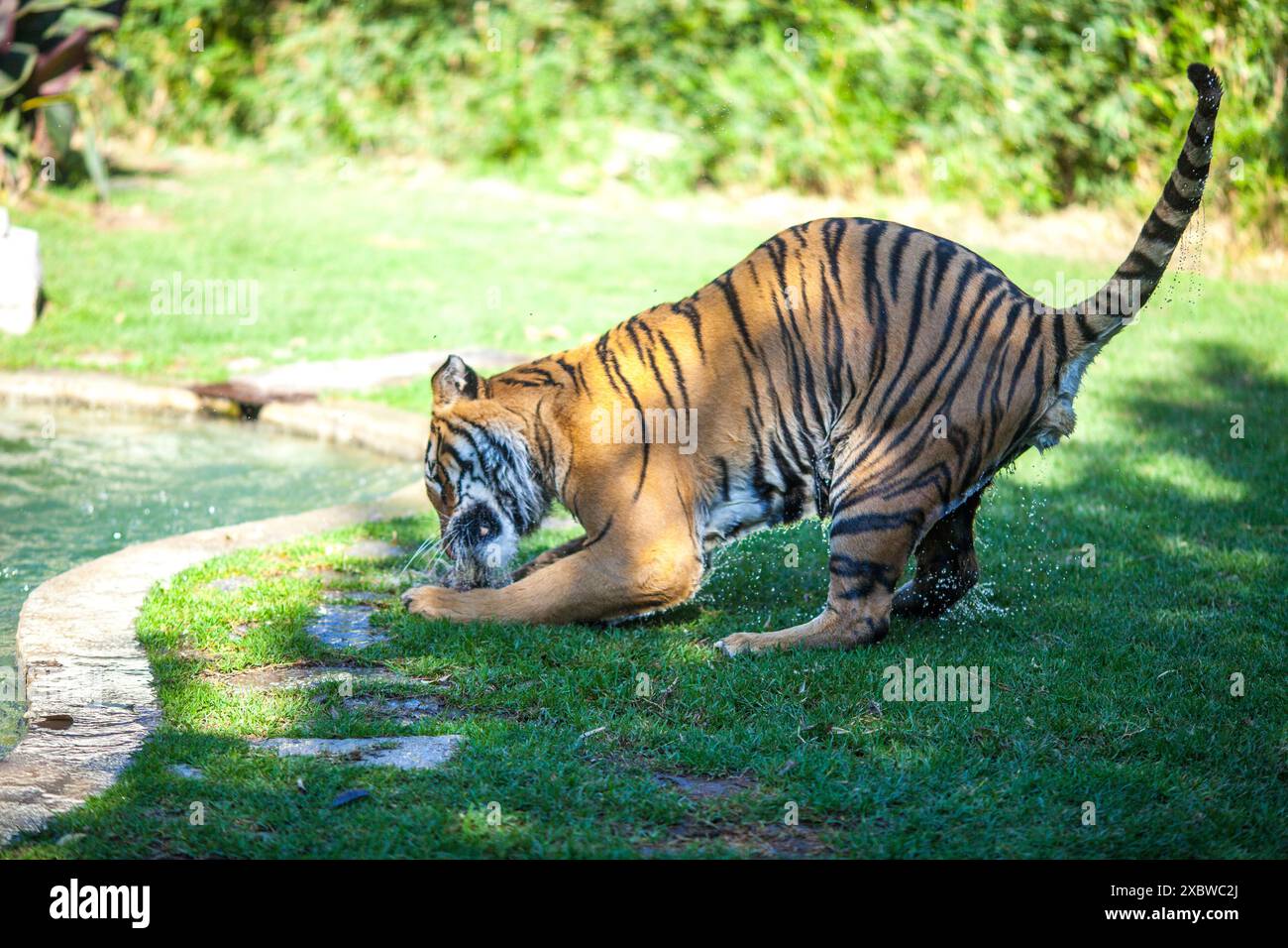 A majestic tiger playing with a stream of water on a grassy area at ...