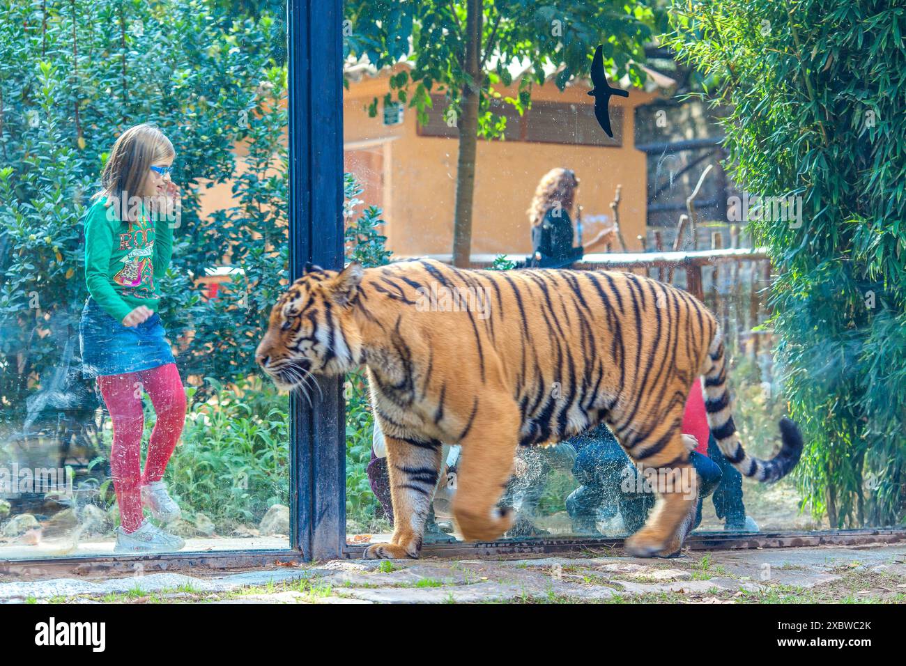 A young girl observes a tiger through glass at Zoológico de Córdoba, Spain. The scene captures ...