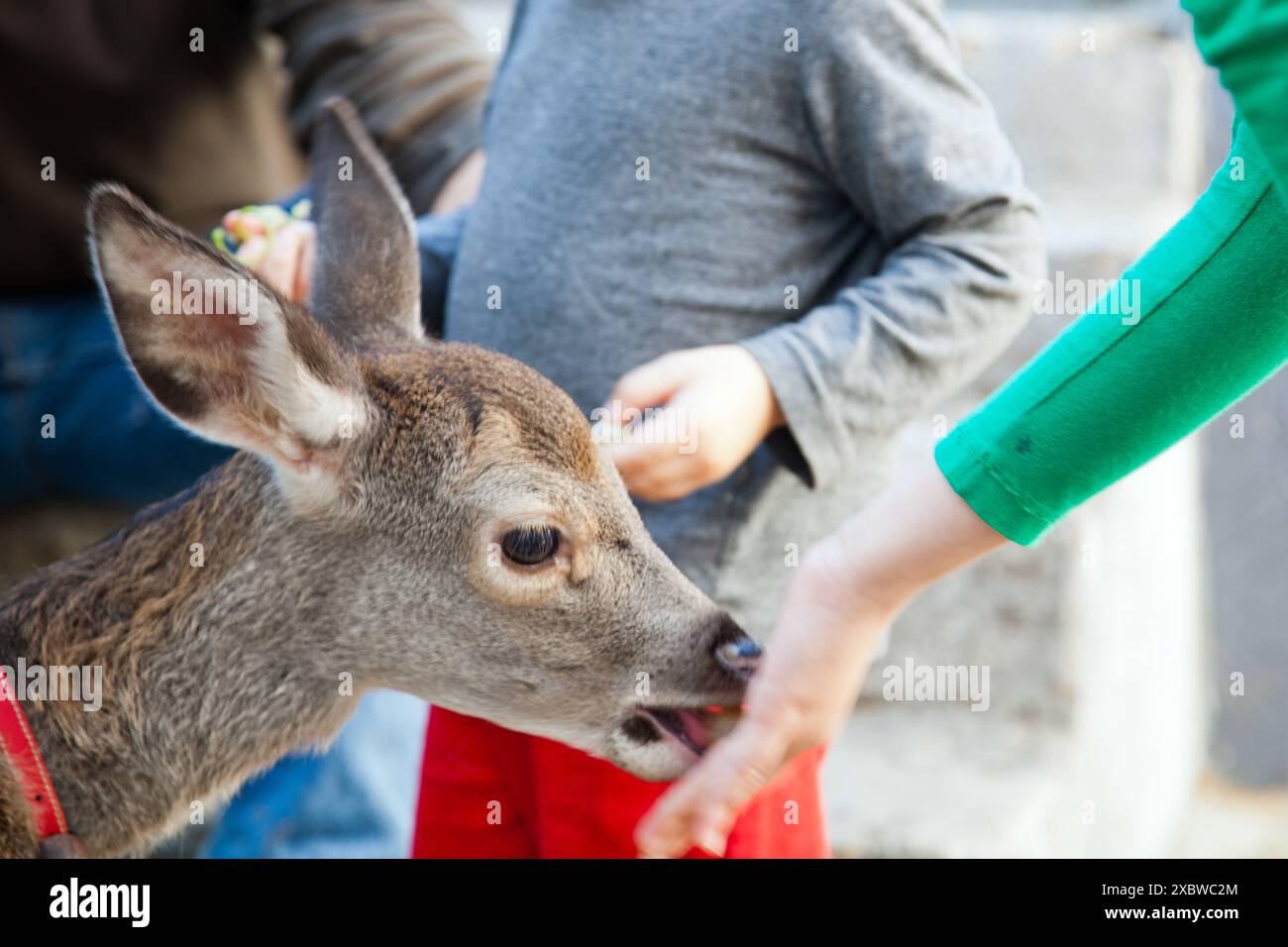 Innocence of wild animals in nature hi-res stock photography and images ...