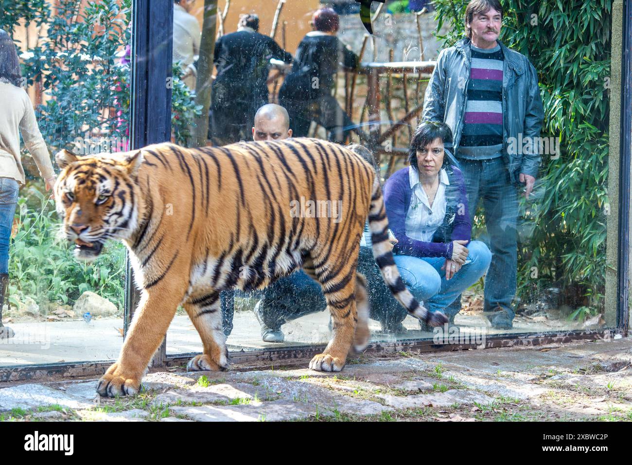 People watching a majestic tiger through a glass enclosure at Zoológico ...