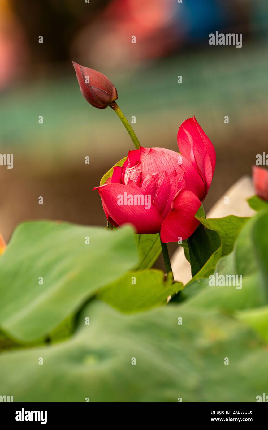 Compelling, Dazzling, Excellent, Intriguing natural close up, high ...
