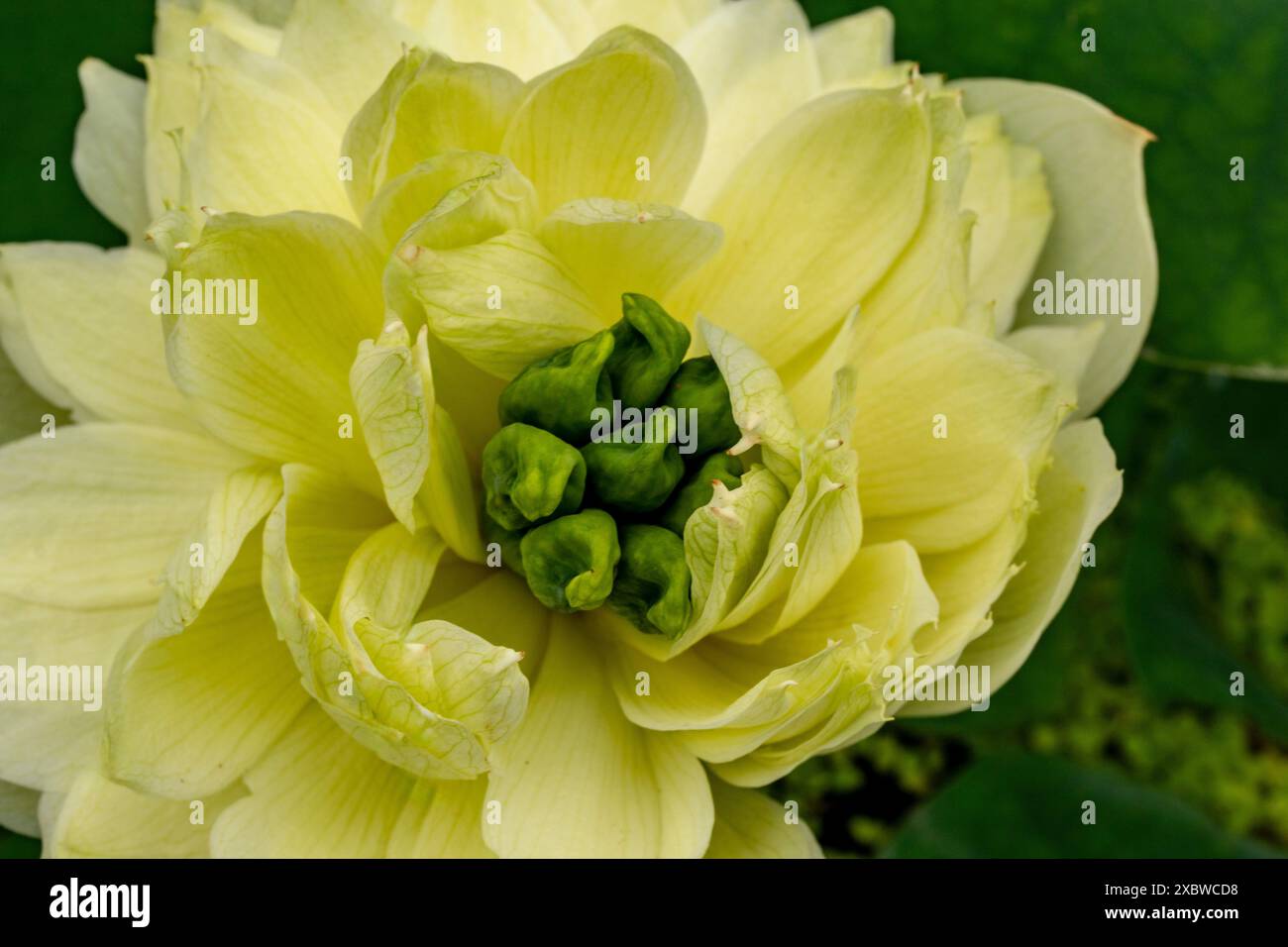 Compelling, Dazzling, Excellent, Intriguing natural close up, high ...