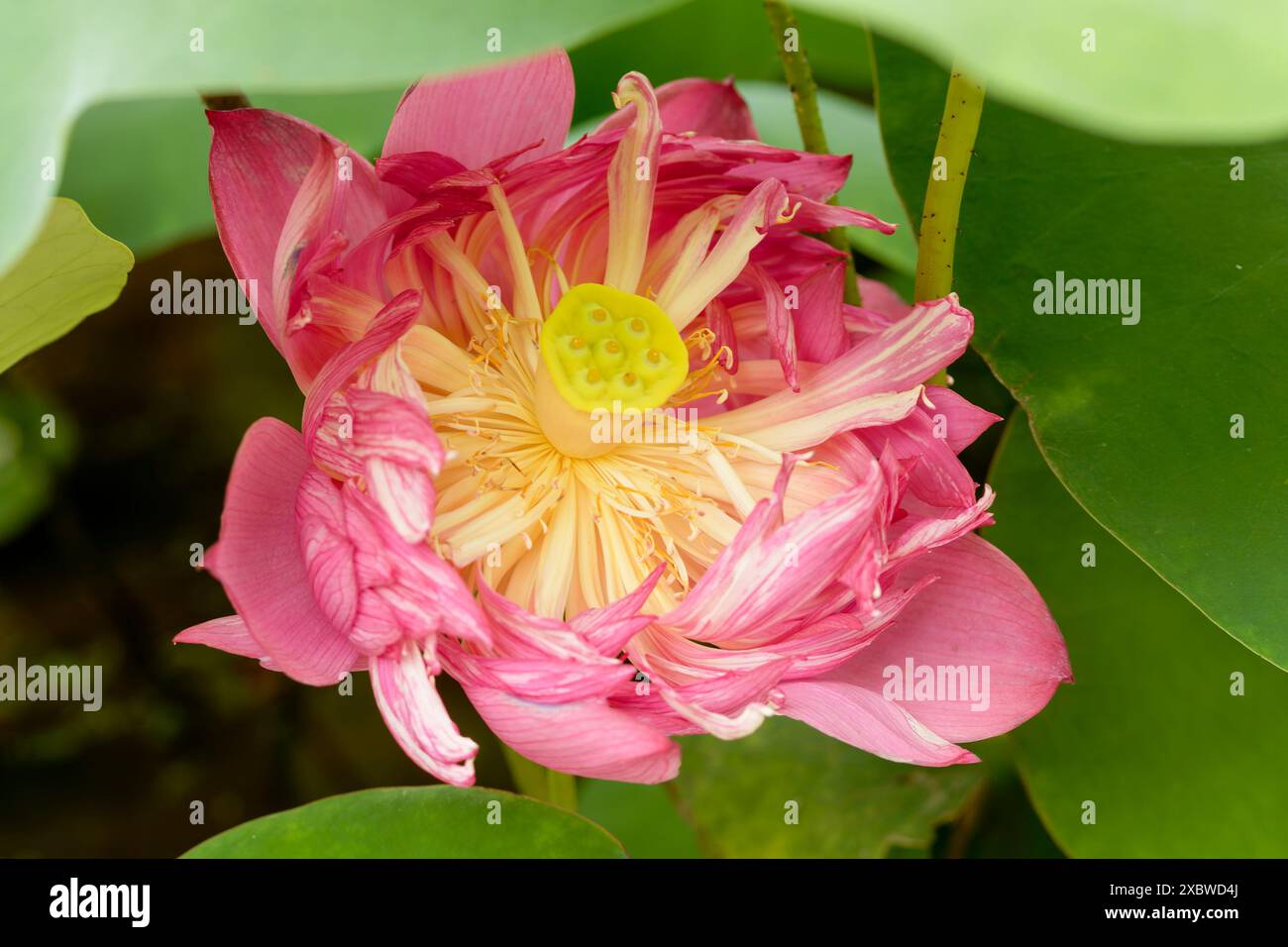 Compelling, Dazzling, Excellent, Intriguing natural close up, high ...