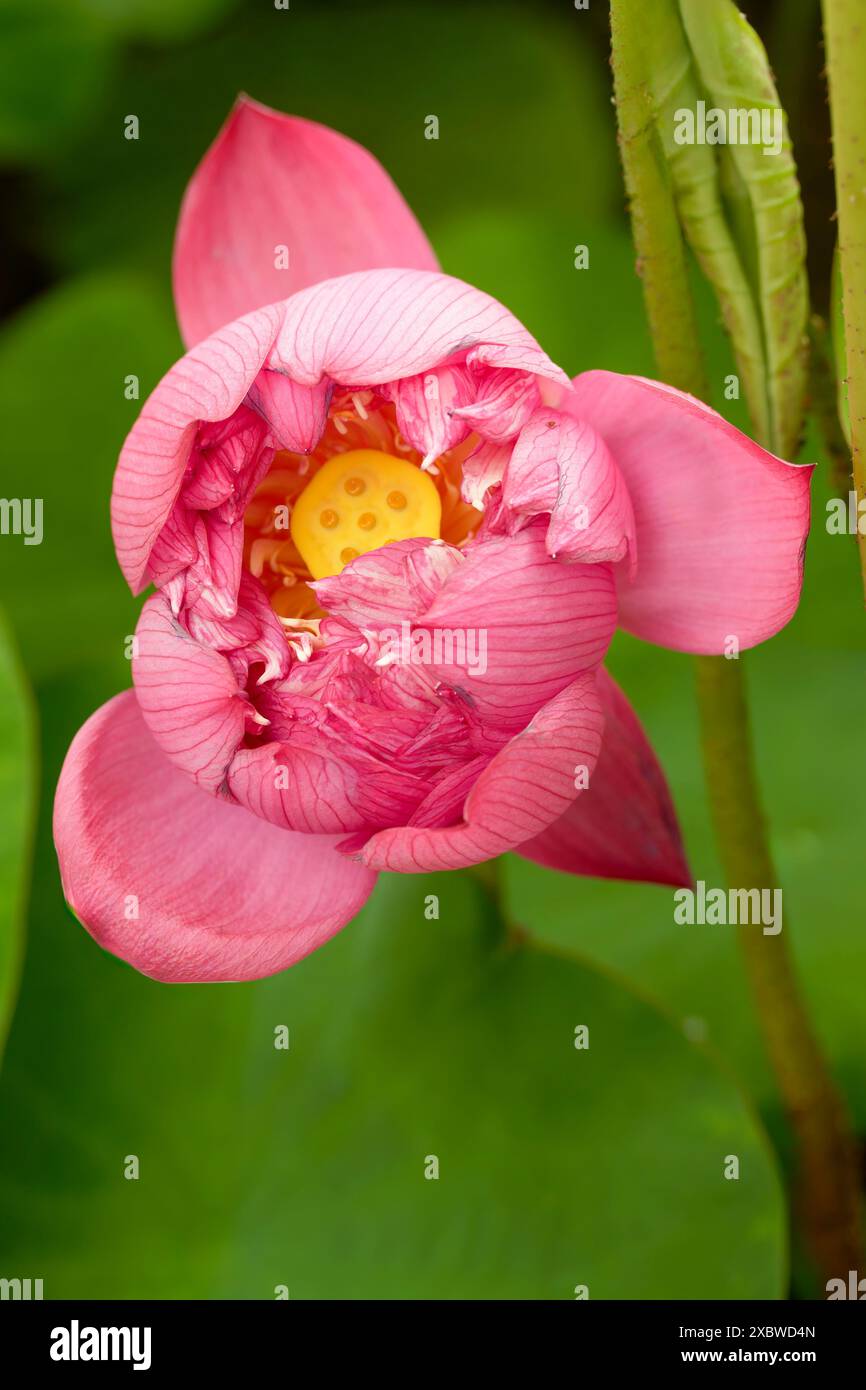 Compelling, Dazzling, Excellent, Intriguing natural close up, high ...