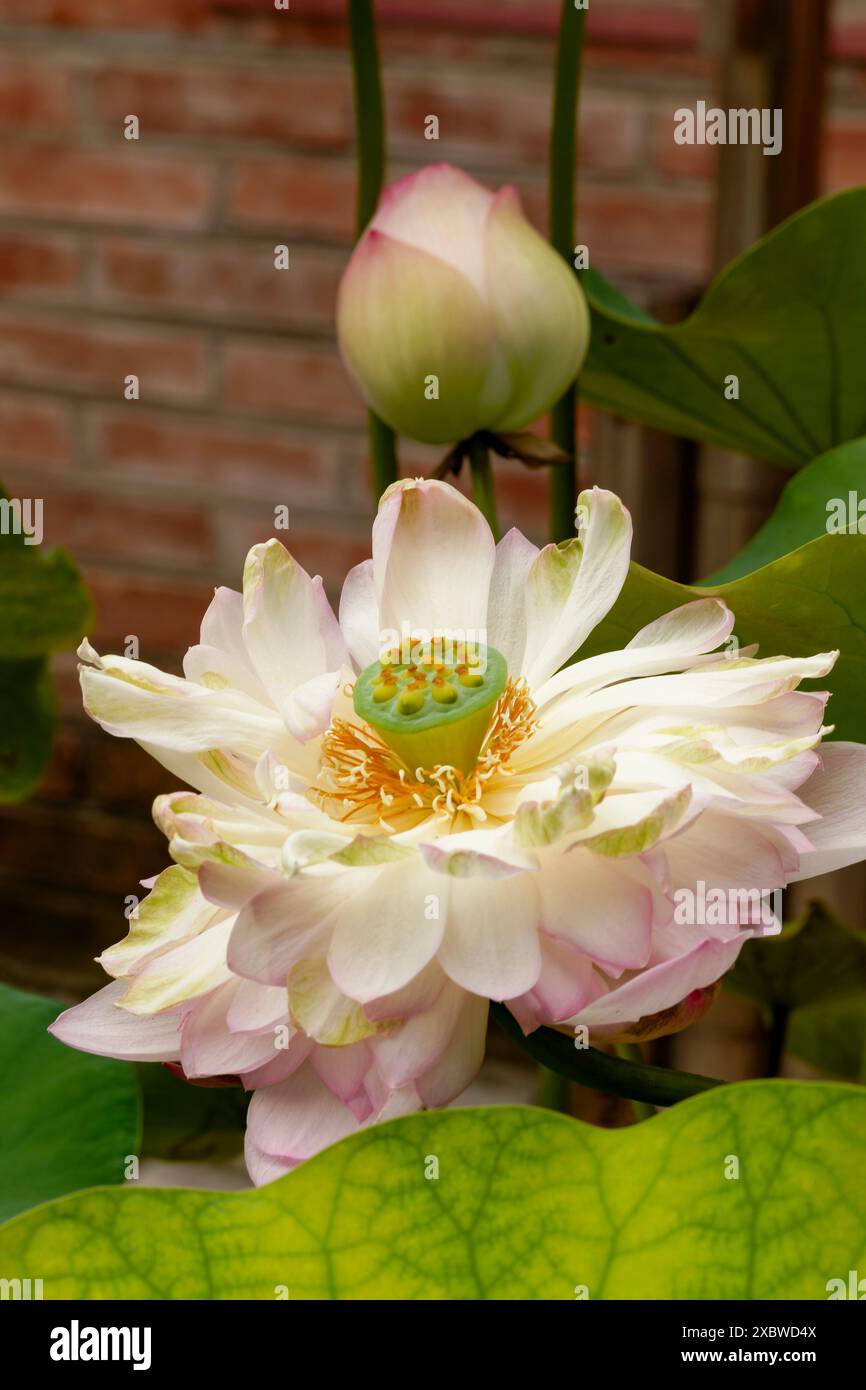 Compelling, Dazzling, Excellent, Intriguing natural close up, high ...
