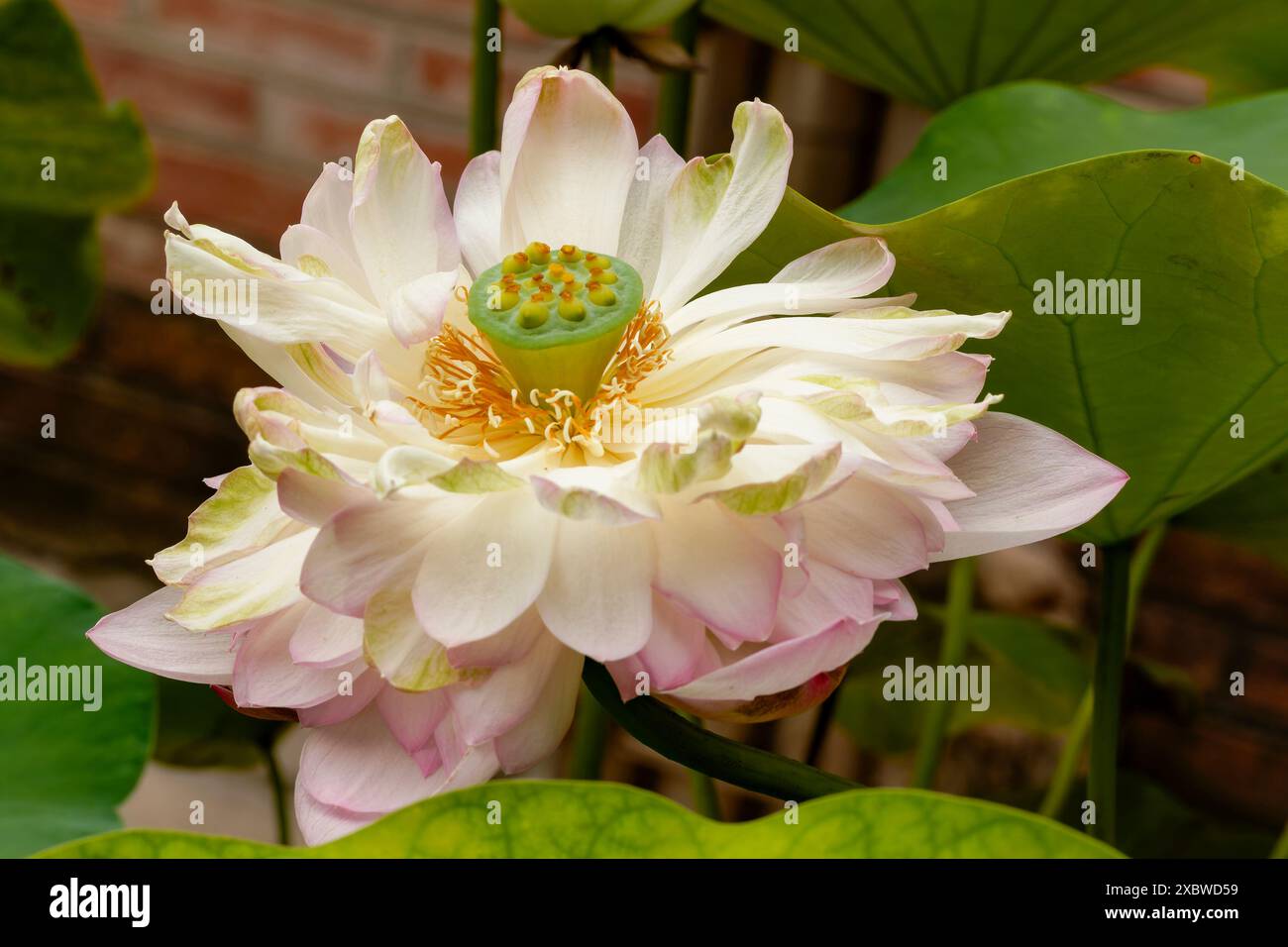 Compelling, Dazzling, Excellent, Intriguing natural close up, high ...