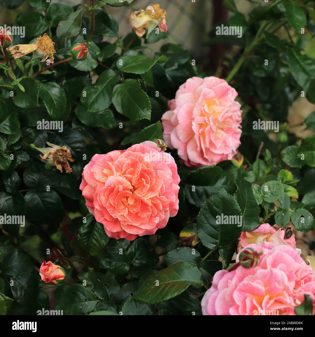 Large pink garden roses within a square frame, these grown in a pot ...
