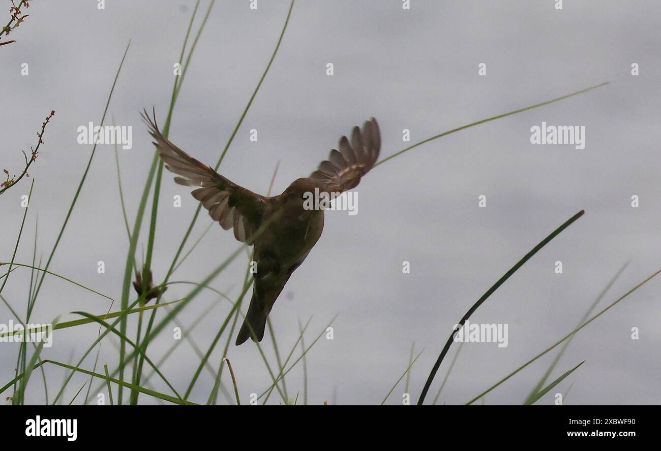 PURFLEET, United Kingdom, JUNE 11: House Sparrow in flight at RSPB ...