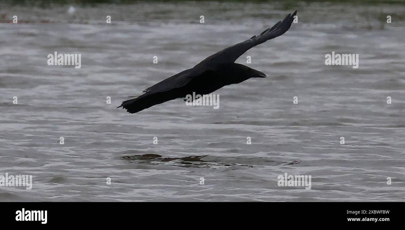 PURFLEET, United Kingdom, JUNE 11: Large Billed Crow in flight at RSPB ...