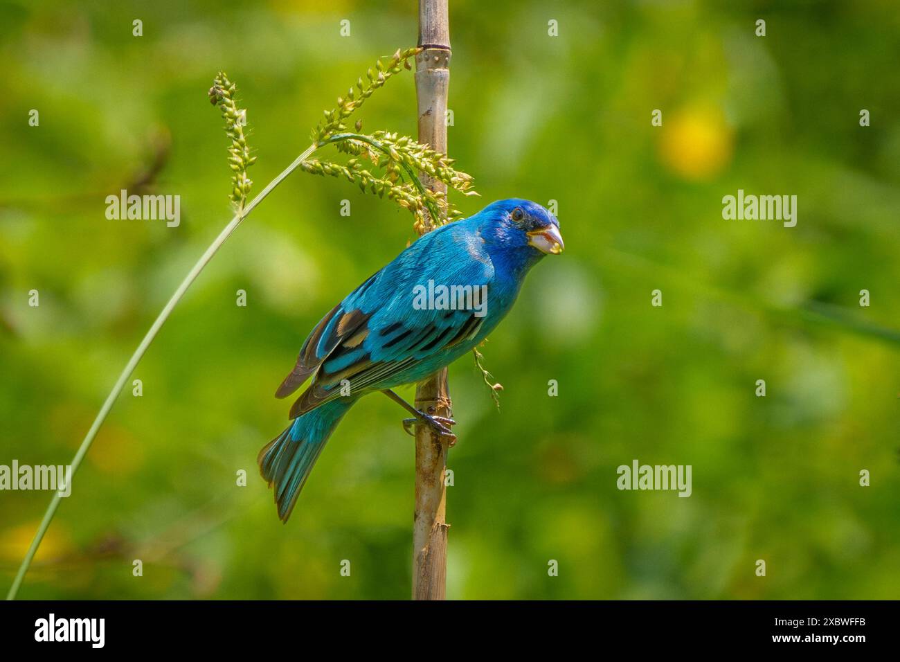 Indigo bird hi-res stock photography and images - Alamy