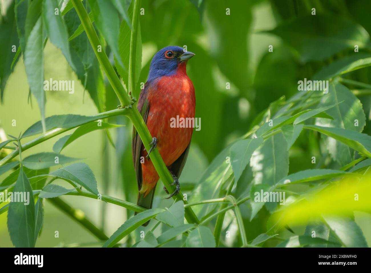Natural bunting hi-res stock photography and images - Alamy