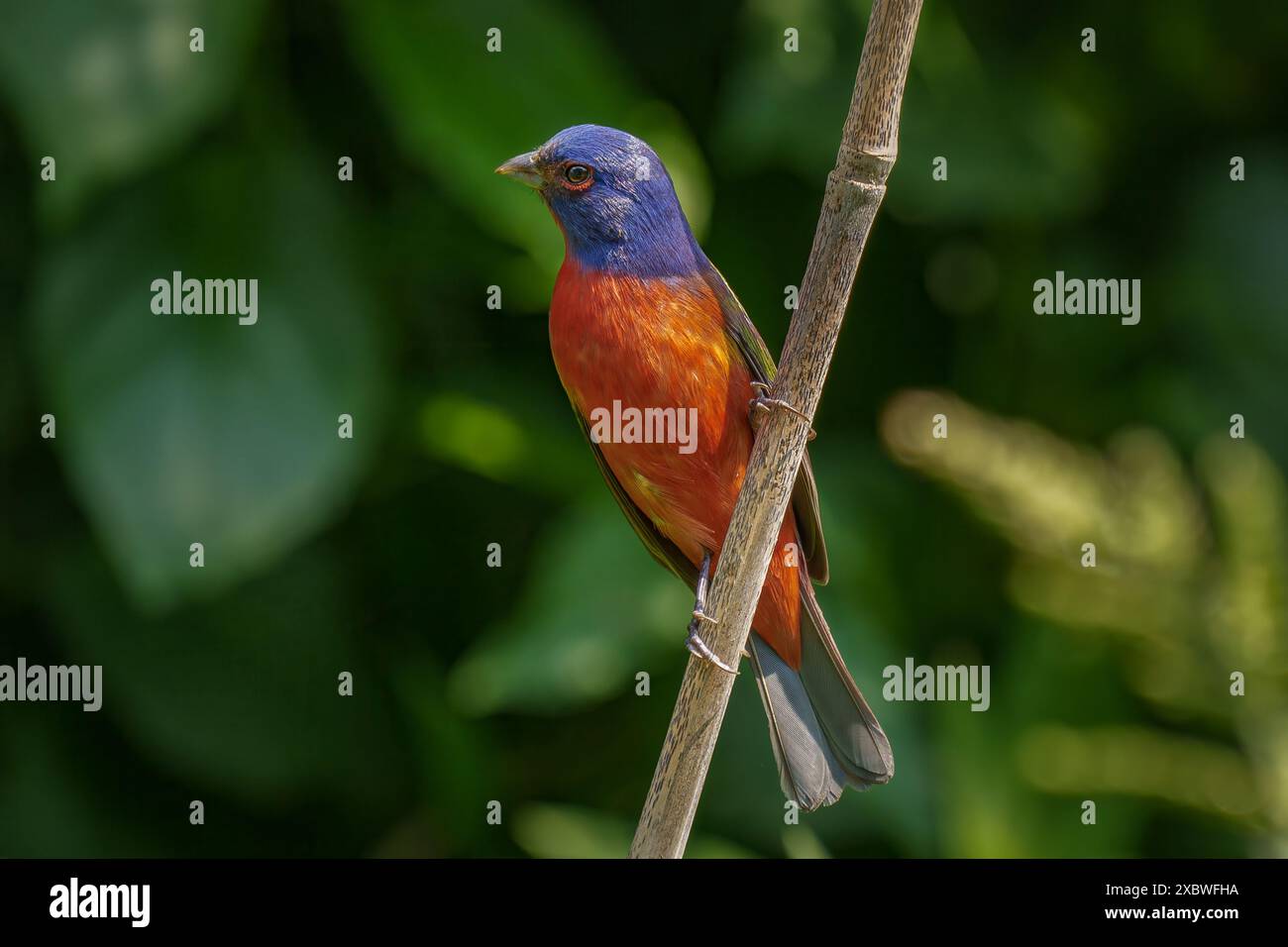Natural bunting hi-res stock photography and images - Alamy