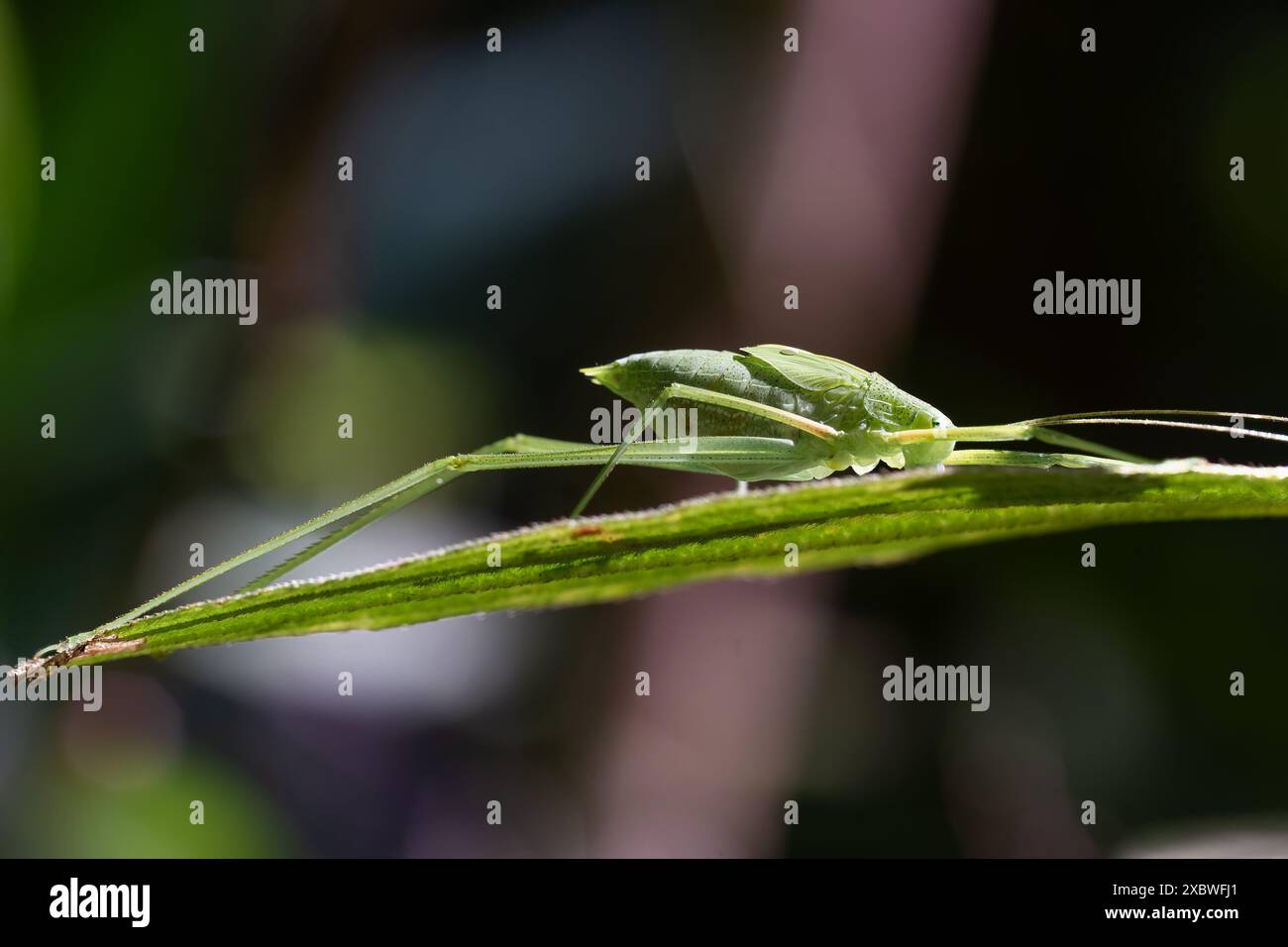 Close-up of a green katydid nymph. Its wings are short, its hind legs ...