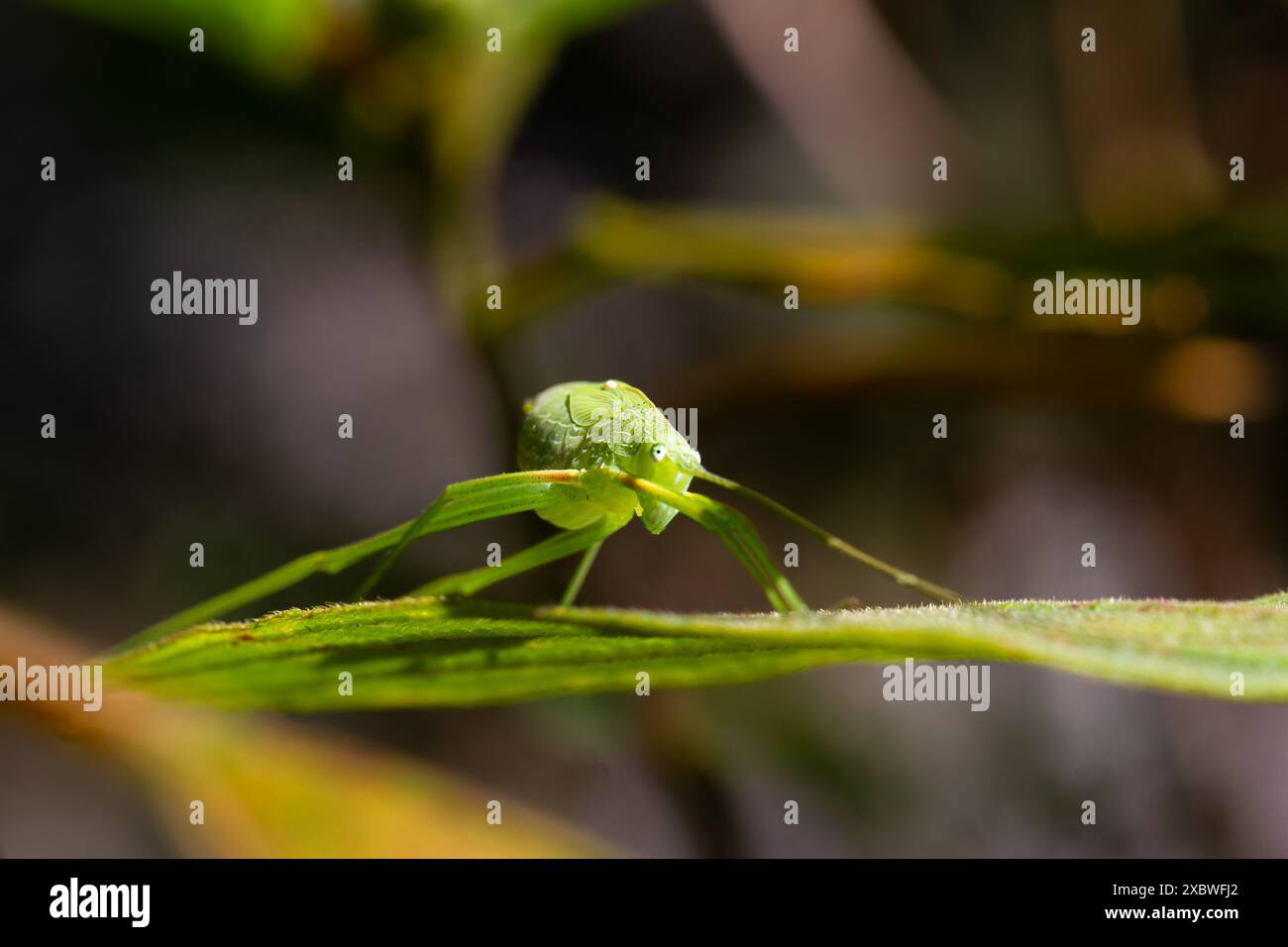 Long hind leg hi-res stock photography and images - Alamy