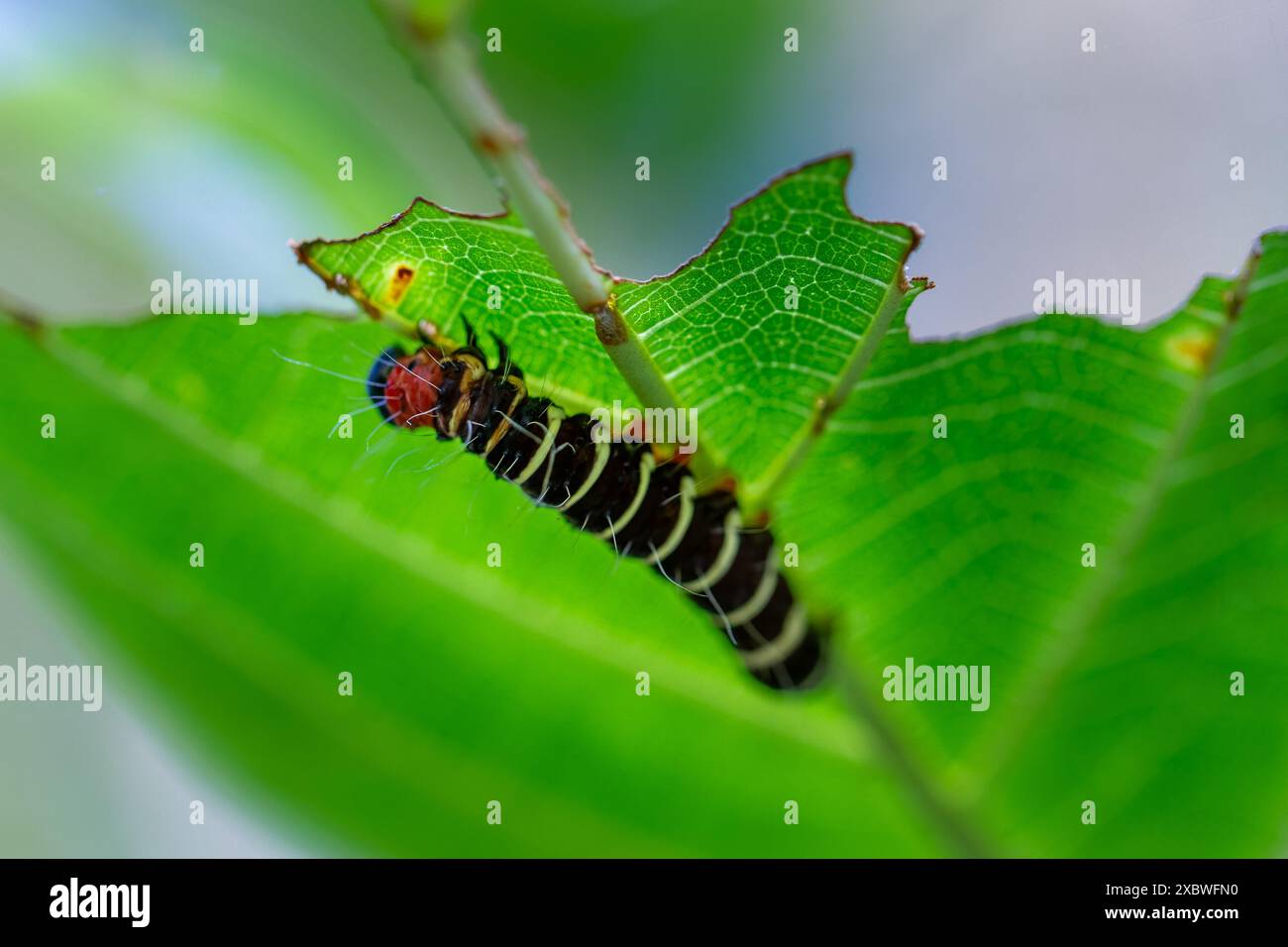 A caterpillar of the Asota plana lacteata moth can be seen under the ...