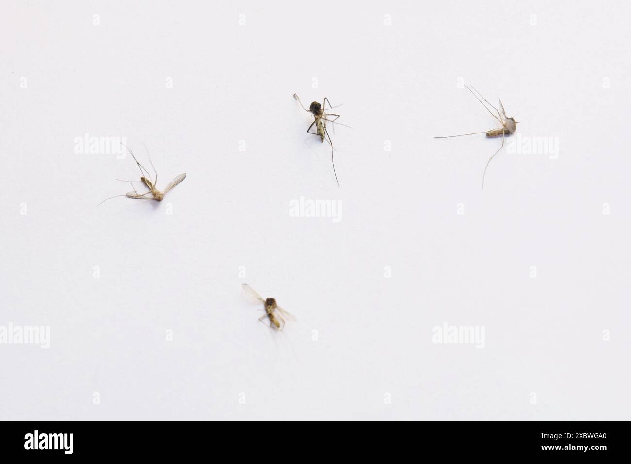 Close-up view of four deceased mosquitoes on a plain background ...