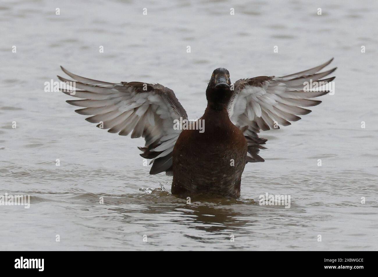 PURFLEET, United Kingdom, JUNE 11:Female Tufted Duck in water at RSPB ...