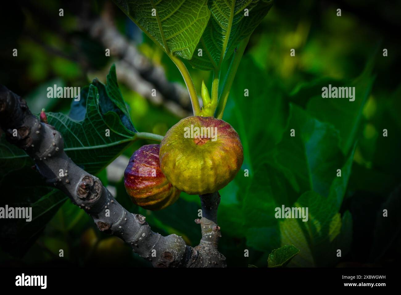 Wild figs in a Spanish forest, a fruit rich in carbohydrates ...