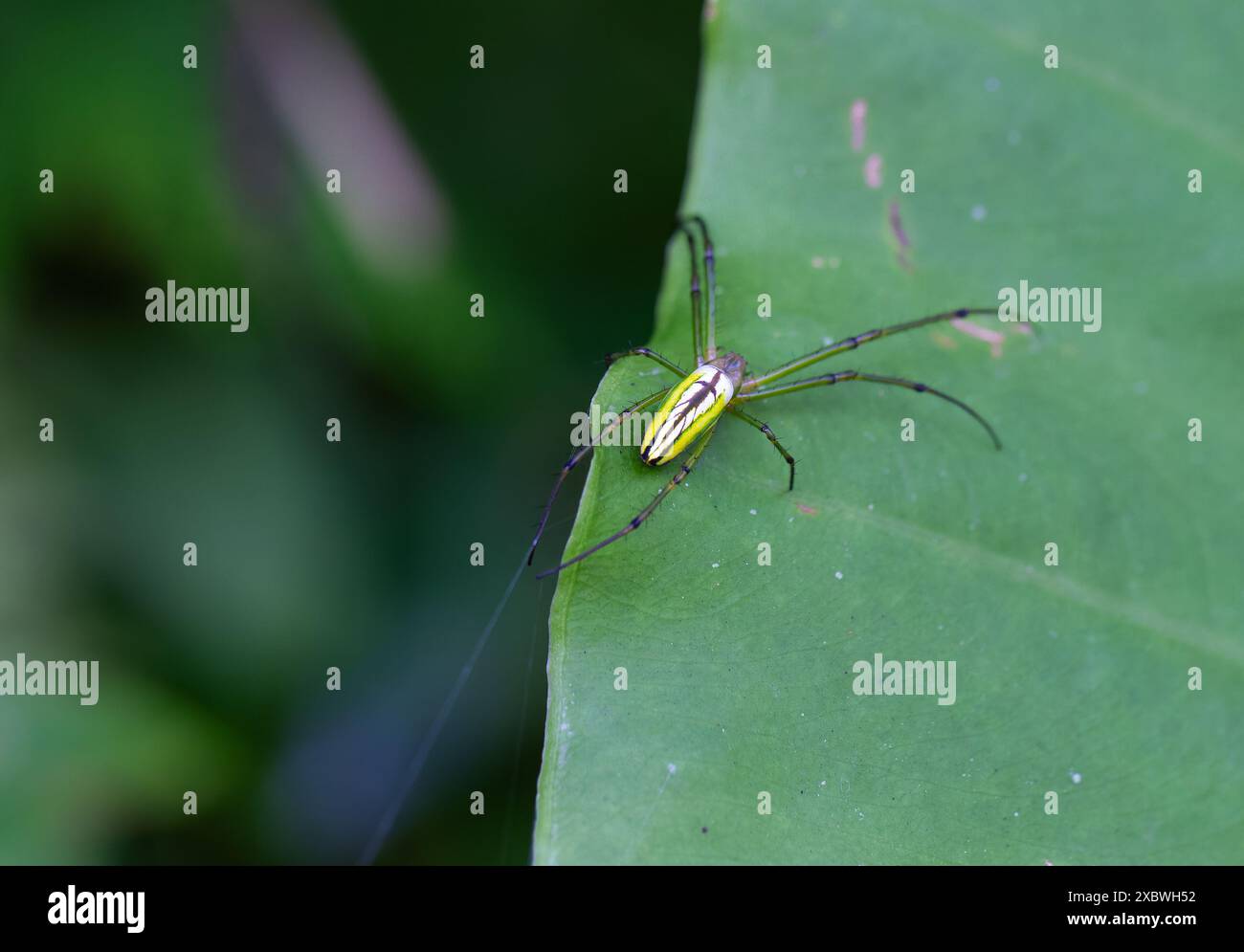 Leucauge celebasiana spider on leaves, known for its gray-green to ...