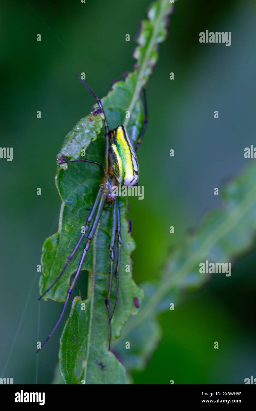 Leucauge celebasiana spider on leaves, known for its gray-green to ...
