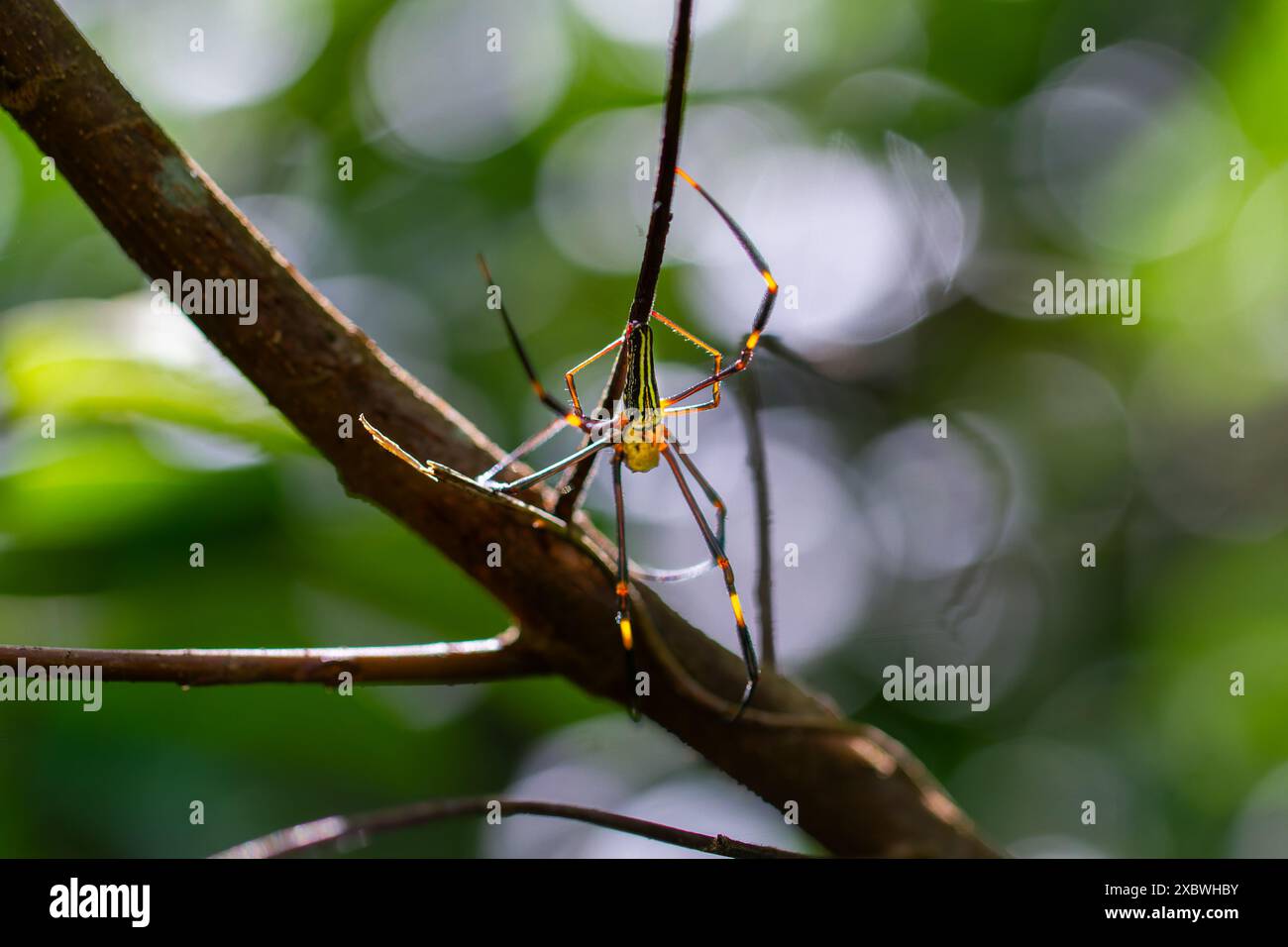 A Nephila pilipes spider, also known as the giant golden orb-weaver ...