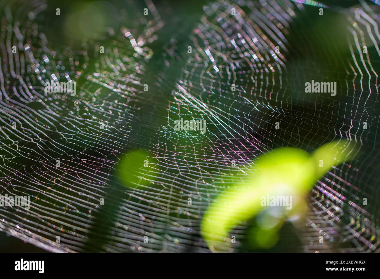 Close-up of intricate spider web glittering in sunlight. Delicate silk ...