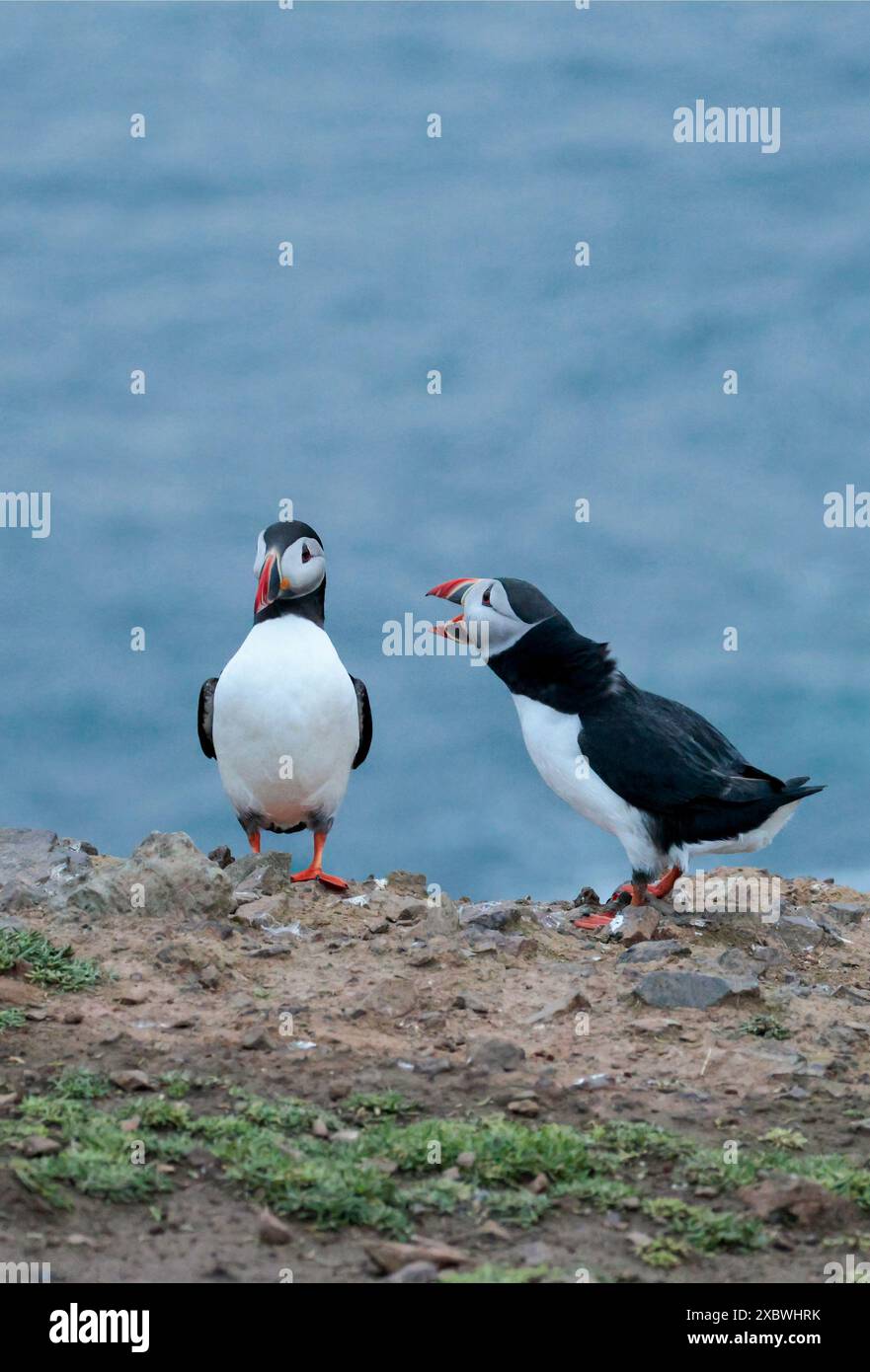 Yellow bill markings hi-res stock photography and images - Alamy