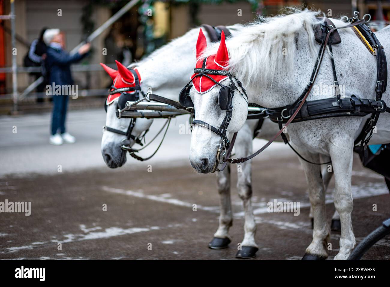 White Lipizzaner tourist chariot horses, trained in the Spanish Riding ...