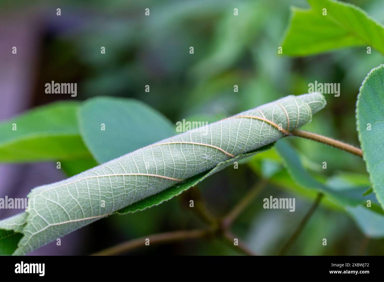Detailed view of green leaves that mimic the structure of insect galls ...