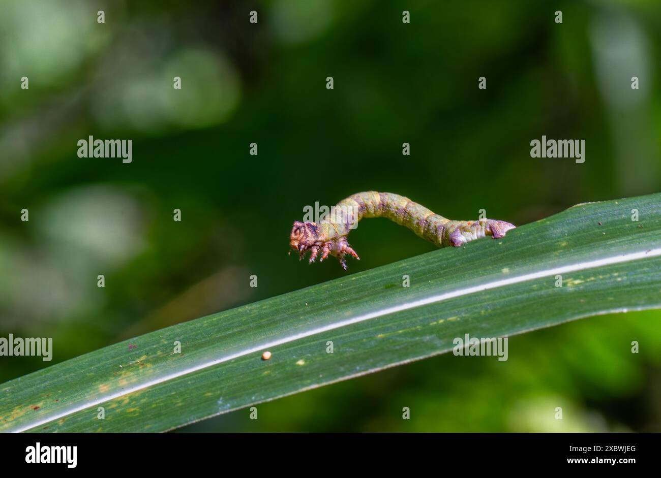 An inchworm(Geometridae ) moth larvae hunches as it crawls on green ...