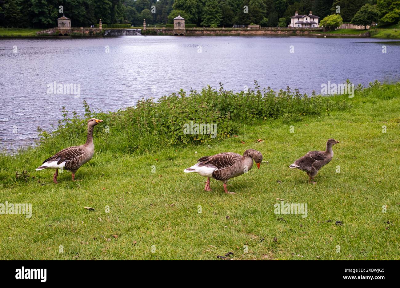 Geese family exit Studley lake and go in search of food and rest ...