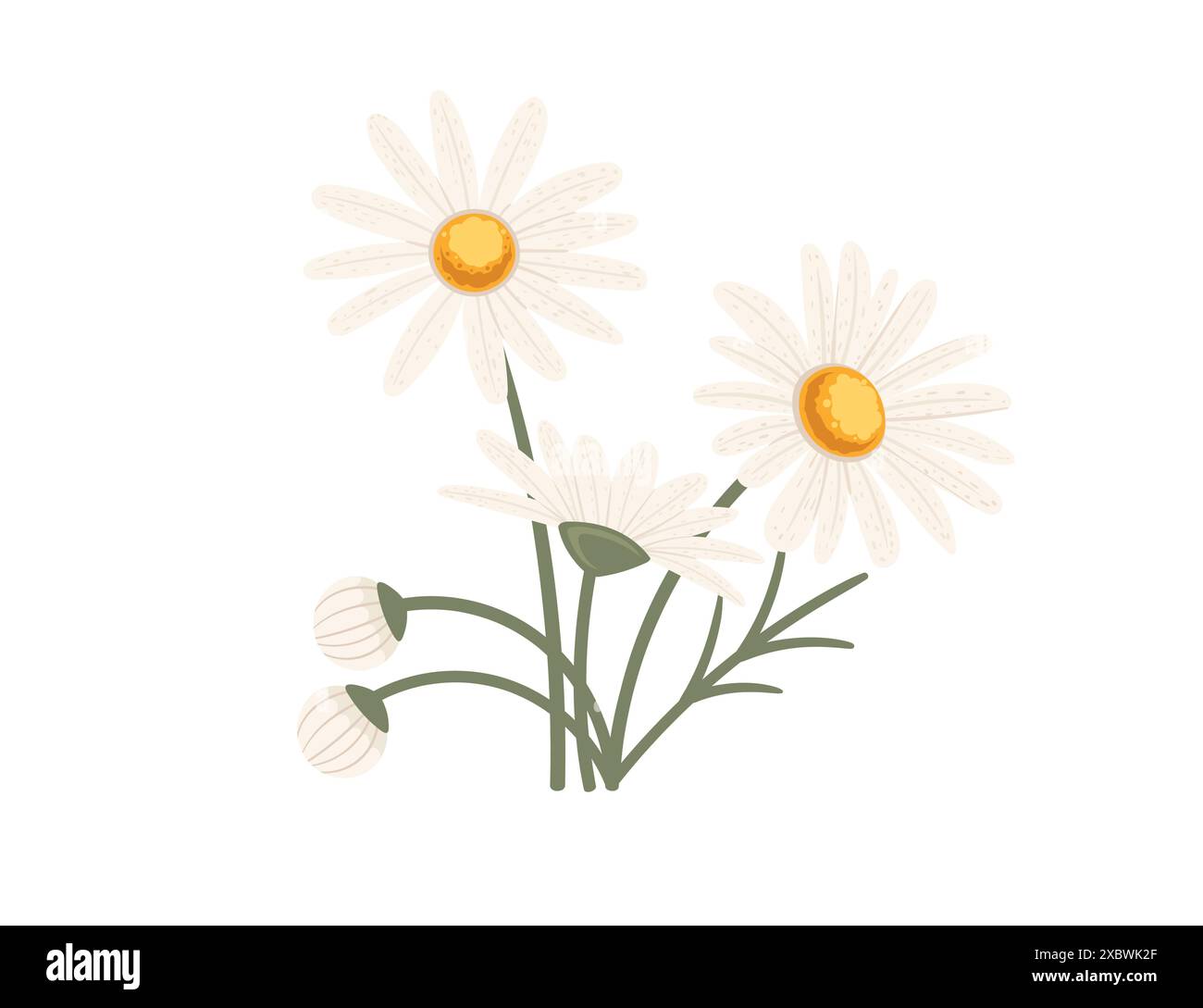 Chamomile flower in bloom vector illustration isolated on white ...