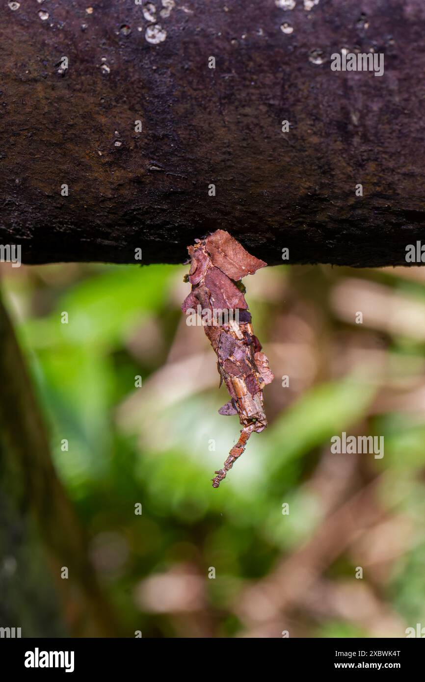 Detailed view of a camouflaged Eumeta japonica larvae and its cocoon ...