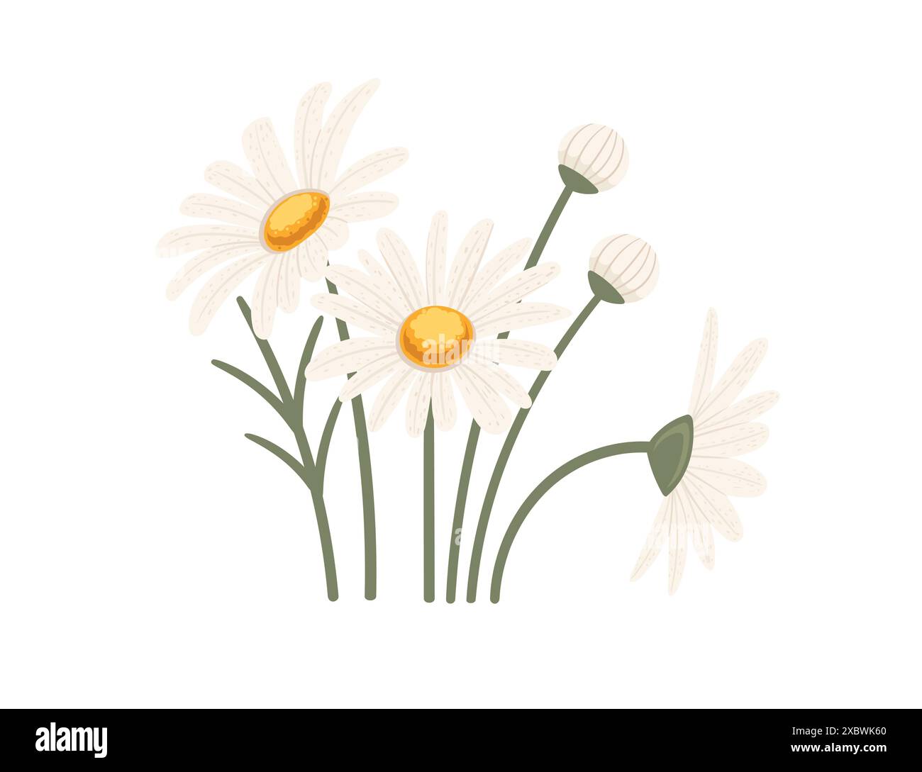 Chamomile flower in bloom vector illustration isolated on white ...