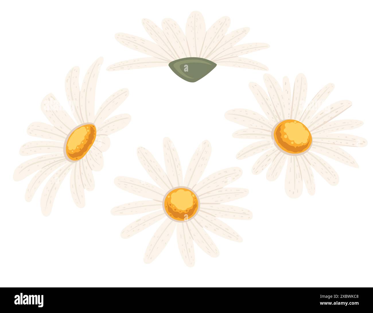 Chamomile flower in bloom vector illustration isolated on white ...