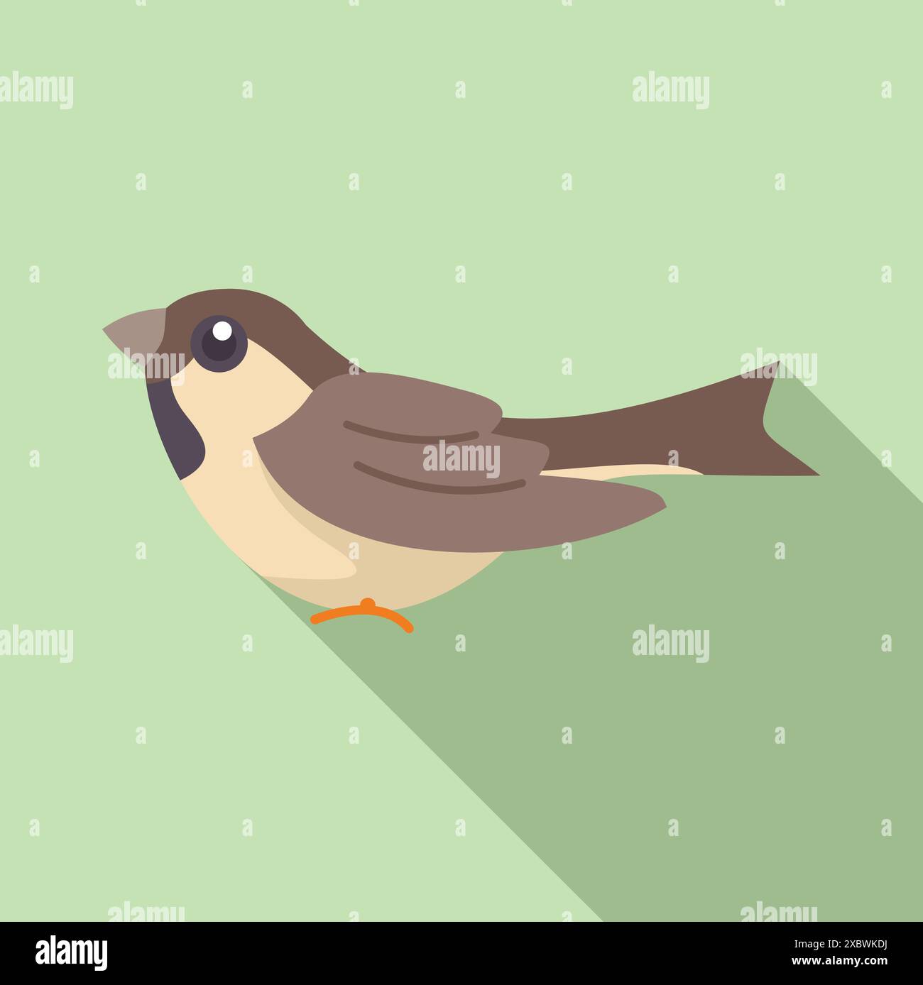 Common garden sparrow Stock Vector Images - Alamy