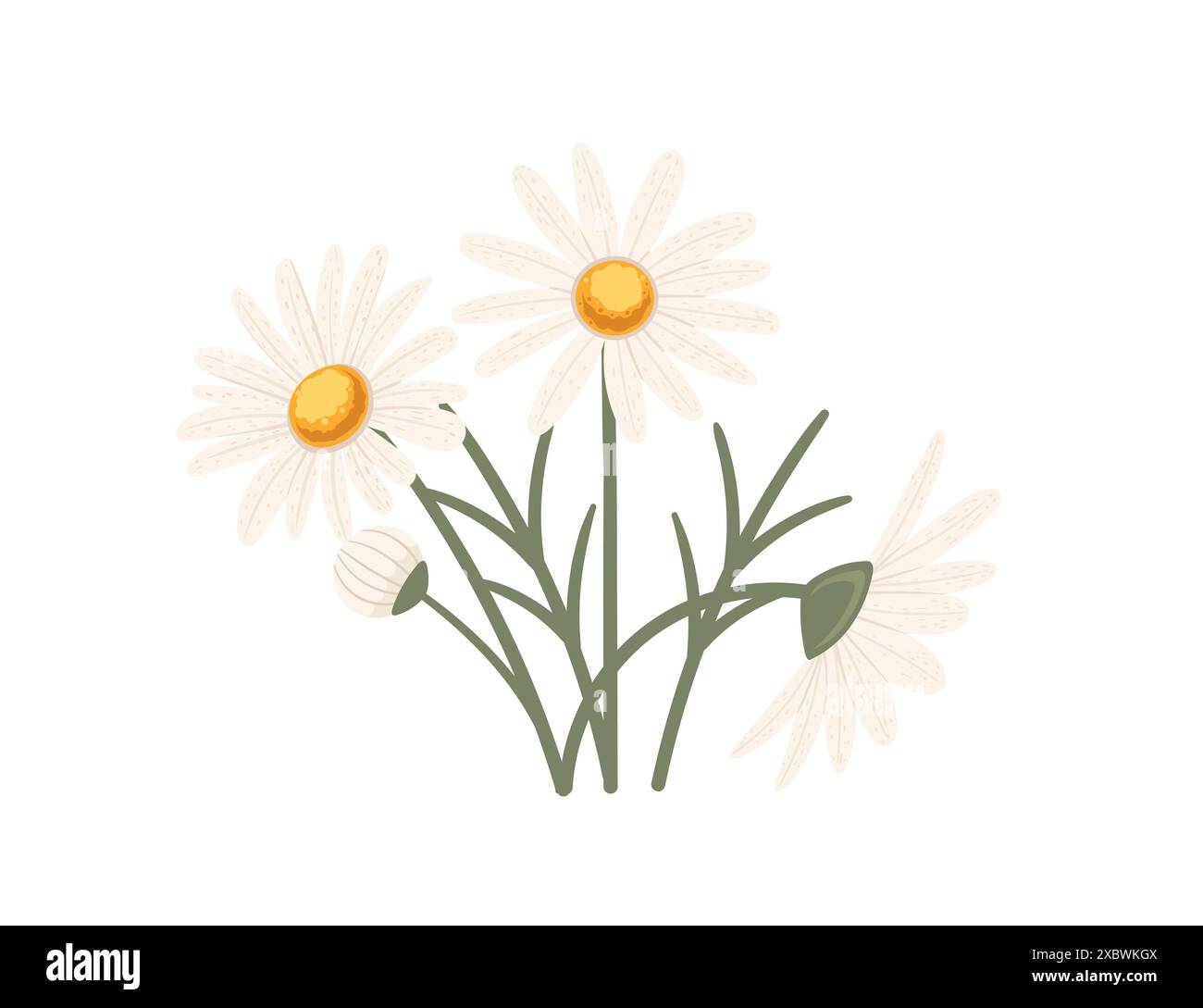 Chamomile flower in bloom vector illustration isolated on white ...