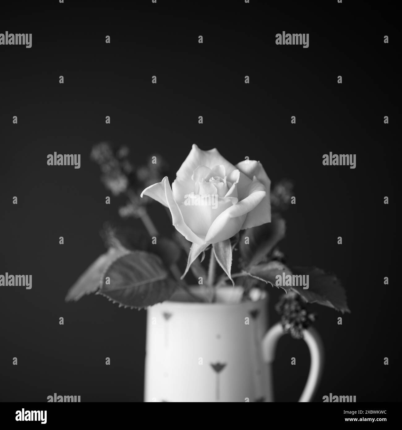 White rose growing in Black and White Stock Photos & Images - Alamy