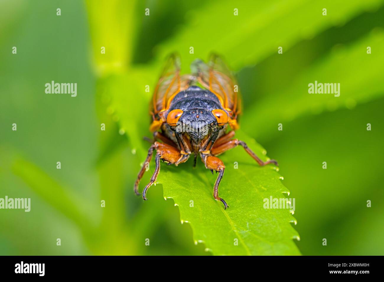 Cicada stares Into the camera while standing on a serrated leaf. Green ...