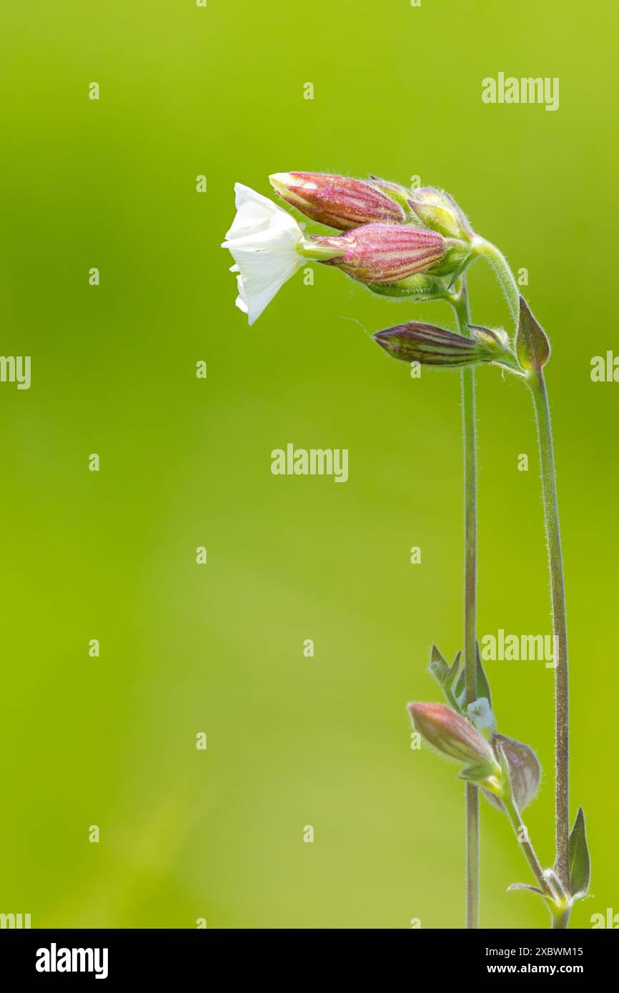 Five fused petals hi-res stock photography and images - Alamy