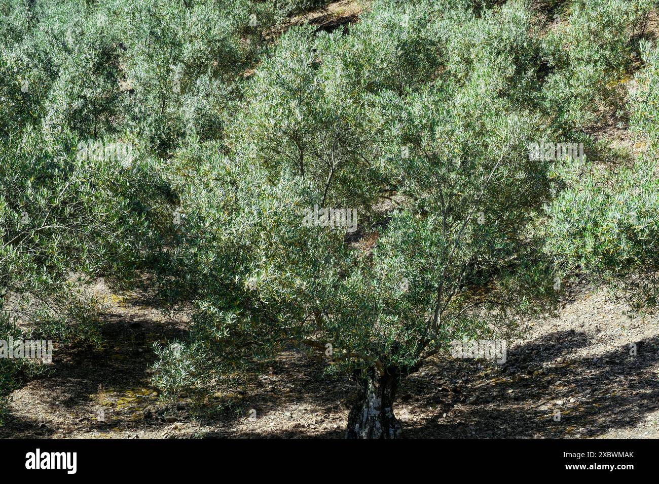 European olive tree, his fruit is of major agricultural importance in ...
