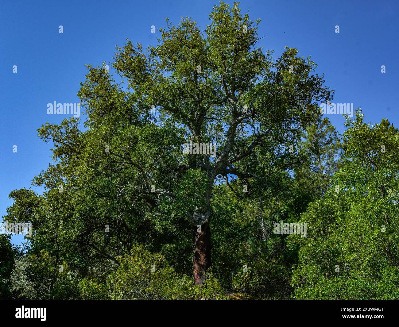 Quercus suber, commonly called the cork oak, is the primary source of ...