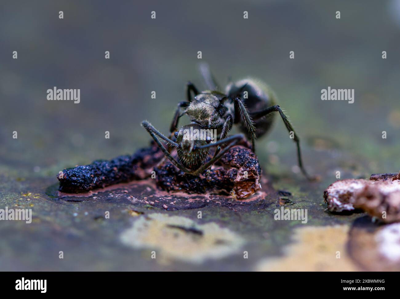 Detailed macro footage captures the complex textures and shapes of ...