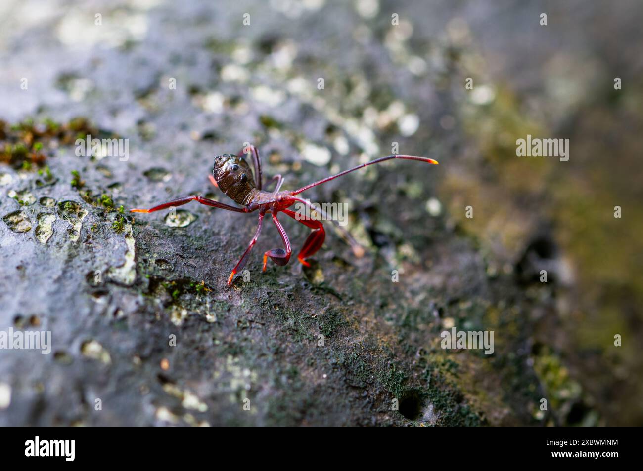 Detailed view of a red stink bug(Mictis serina) nymph, showing its ...