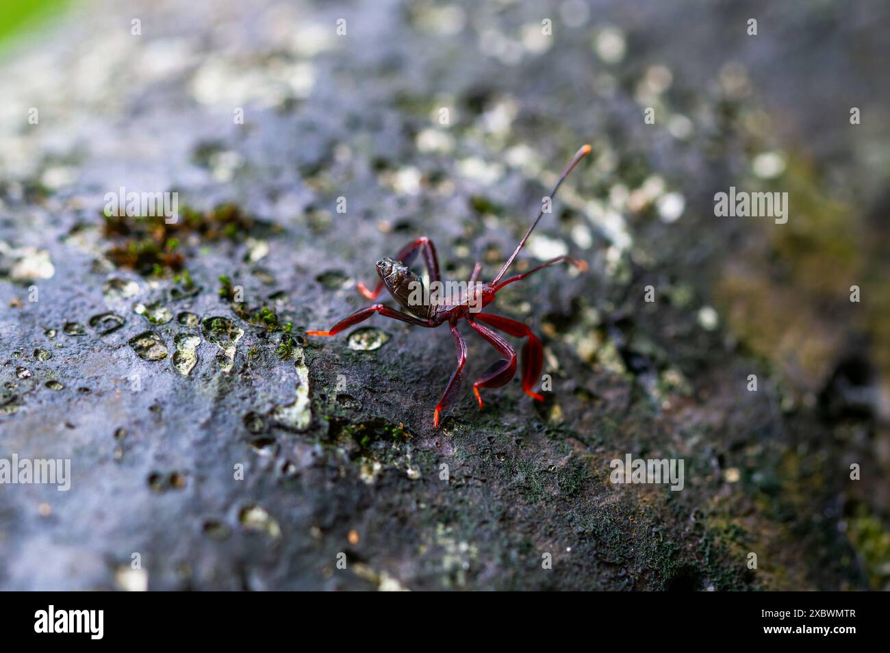 Detailed view of a red stink bug(Mictis serina) nymph, showing its ...